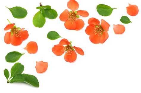 마 르 멜로 꽃 흰색 배경에 고립입니다 붉은 꽃 복사 공간 평면도 0명에 대한 스톡 사진 및 기타 이미지 0명 4월 꽃 나무 Istock