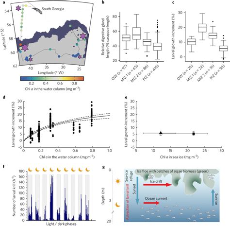 Larval Krill Growth In Relation To Food Supply In The Water Column Download Scientific