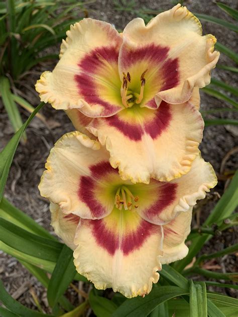 Ruby Lipstick — Blue Barn Daylilies