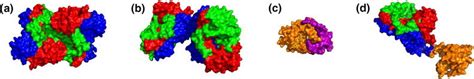 Schematic View On Possible Dimer Structures Of Styrene Monooxygenase Download Scientific