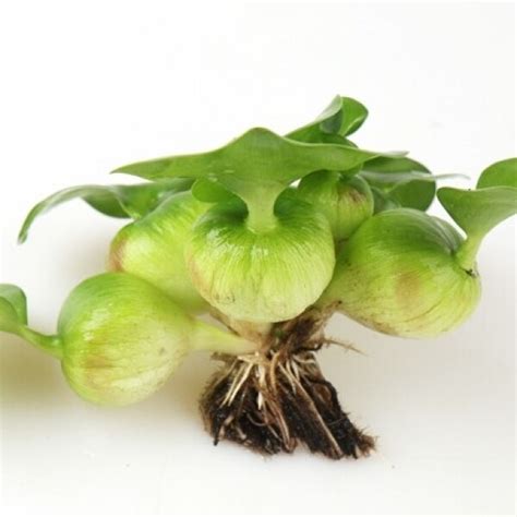 부레옥잠 수중식물 수경재배 수생식물 공기정화식물 하우숩