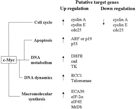 Cellular Functions Which Are Influenced By C Myc Has Influence And
