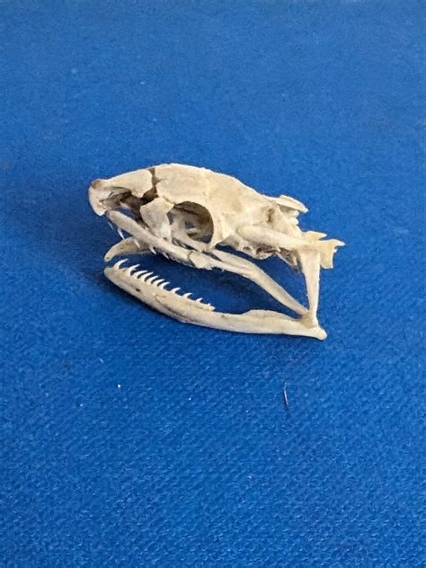 Real Pine Gopher Bull Snake Skull Etsy Australia