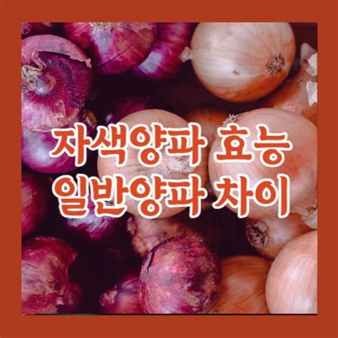 자색양파 효능 일반양파와의 차이 알아볼게요 몸과 마음의 건강을 생각합니다