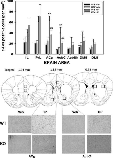 Top Effect Of Veh Or Hp On C Fos Expression In Different Prefrontal Download Scientific