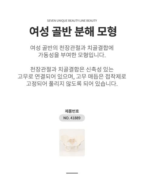 여성 골반 분해 모형