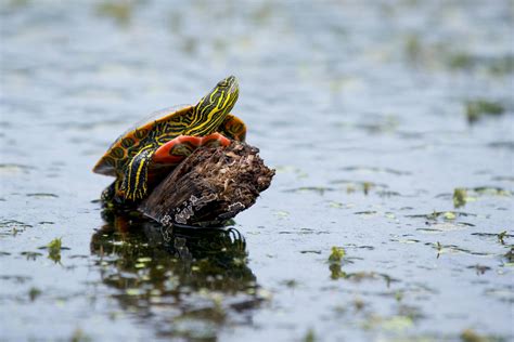 What Would Happen If Turtles Went Extinct — Turtles Kingston