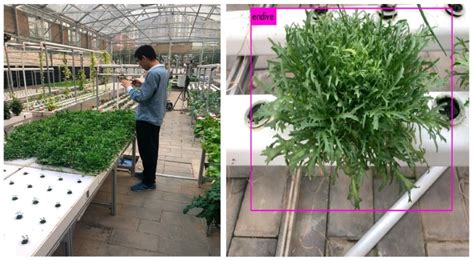 CropDeep The Crop Vision Dataset For Deep Learning Based Classification And Detection In