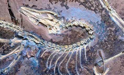 Archaeopteryx Fossil With Soft Tissue Proves That Darwin Was Right