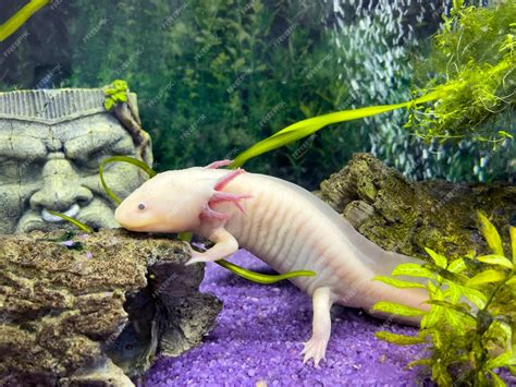 Premium Photo Underwater Axolotl Portrait In An Aquarium Ambystoma