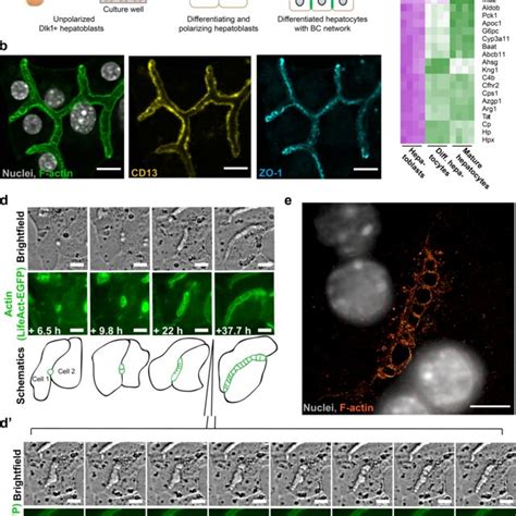 Transversal Apical Membrane Structures Form During Bc Lumen
