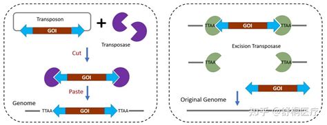 细胞基因过表达只会用慢病毒？2种新方法教你表达量up Up Up ！（一）转座子介导基因过表达 知乎