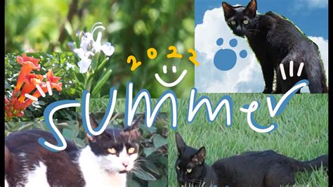 Vlog 22년 여름의 추억 자연 고양이 푸른 하늘과 힐링 Youtube