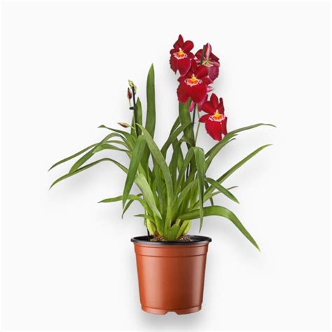 Мильтония ⌀12 ↑45 см по цене #woocommerce_price | Интернет-магазин Plantor