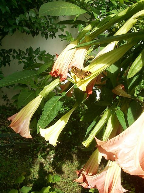 Badia Verde Floripondio Brugmansia Arborea