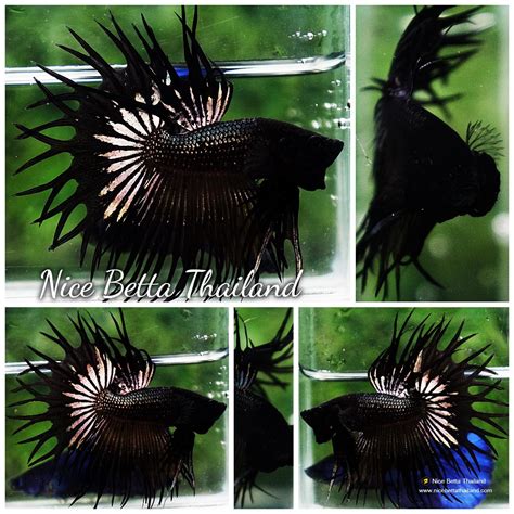 King Crowntail Betta