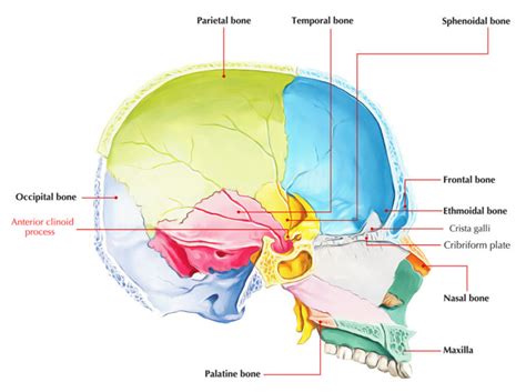 Anterior Clinoid Process Earth S Lab