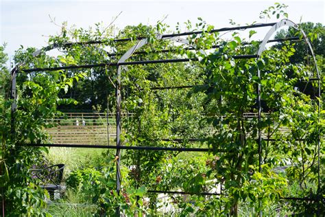Gardenarys Tunnel Arch Trellis • Gardenary