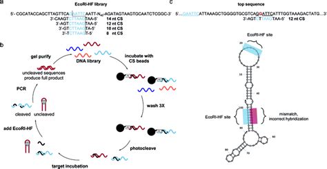 Bead Assisted Ecori Hf Selex To Generate Structure Switching Aptamers Download Scientific