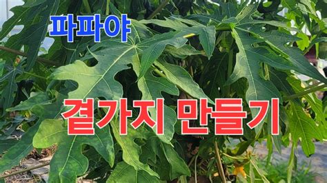 파파야 나무와 놀아보기 Youtube