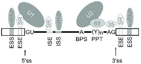 Schematic Representation Of Cis Acting Elements And Trans Acting