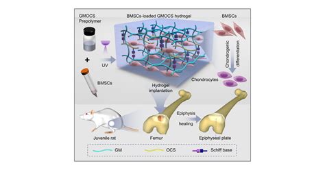 Biodegradable Dual Cross Linked Hydrogels With Stem Cell
