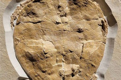 Perfectly Preserved Turtle Fossil Gives Clues To Habitat 150 Million
