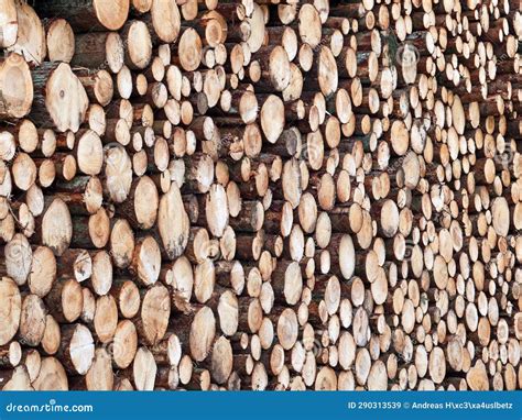 stacked spruce tree trunks after forestry work side view of stored