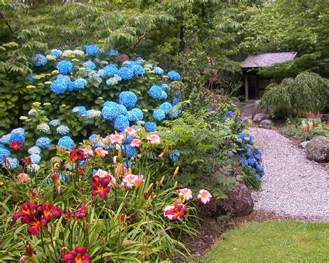 Hydrangea Macrophylla Gentian Enziandom Woodleigh Nursery