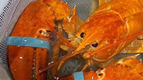 Rare Orange Lobster Named Cheddar Saved From Becoming Seafood In
