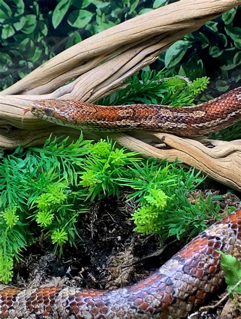 Corn Snake Cosley Zoo