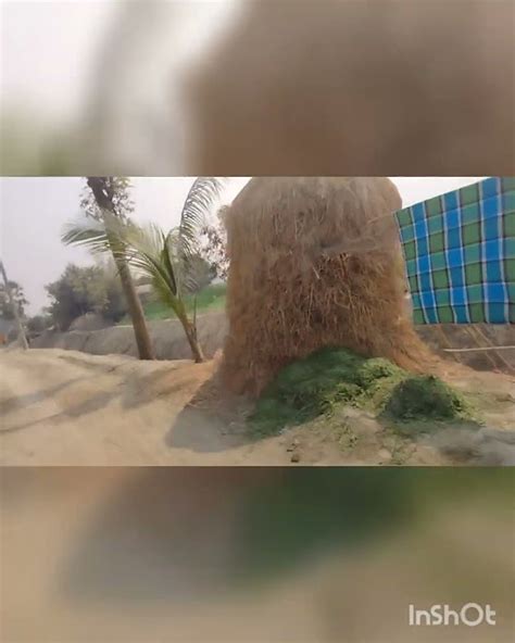 শীতের সকালে গ্রাম বাংলার চিত্র। Shorts Viralshort Youtubeshorts Youtube