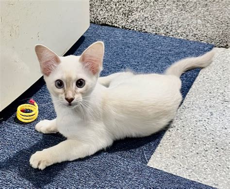 Kutie Kewpie Doll Kutie Balinese