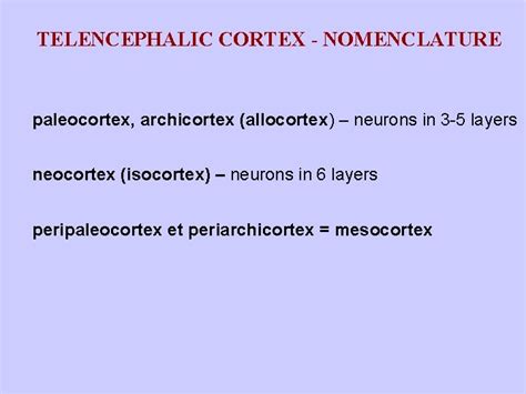 Telencephalic Cortex Nomenclature Paleocortex Archicortex Allocortex Neurons In