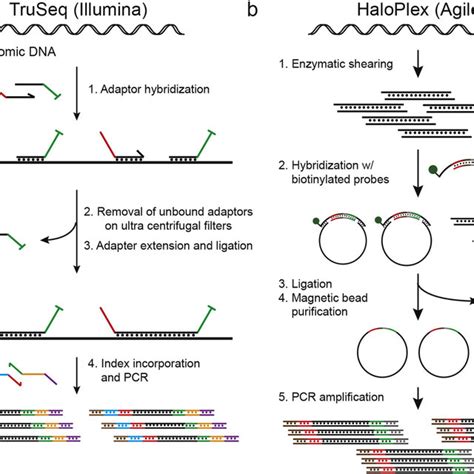 Pdf Diagnostics Based On Nucleic Acid Sequence Variant Profiling Pcr