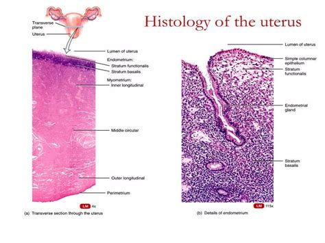 Histology Of Uterus And Cervix Pptx