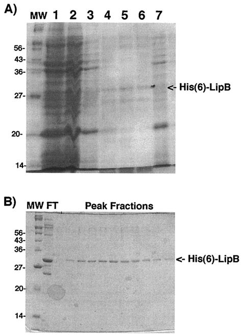 Structures Of Lipoyl Amp And The Reduced Analogue A Lipoyl Amp