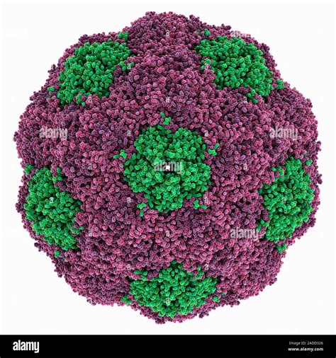 Human Parechovirus 1 Capsid Computer Model Showing The Capsid Structure Of The Human