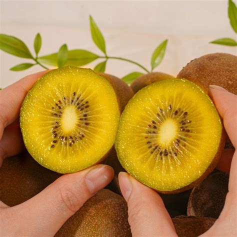 해풍 맞은 새콤달콤 제주산 골드키위