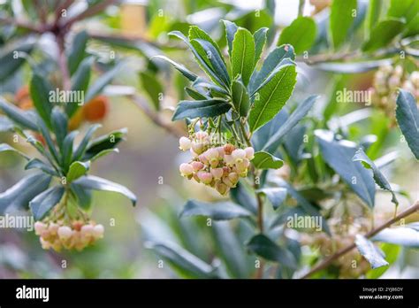 Fruits Of Arbutus Unedo In Autumn Also Called Arbutus Or Strawberry
