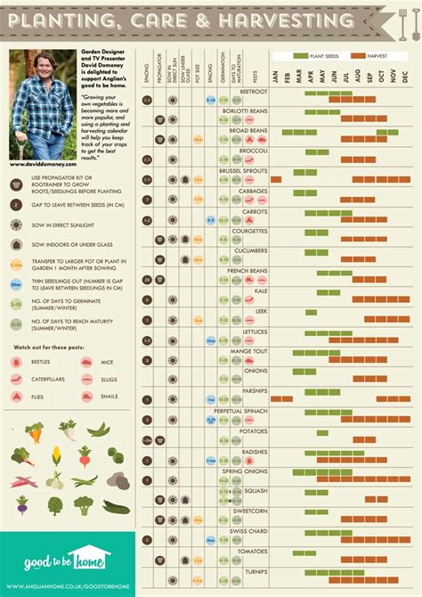 Vegetable Growing Cheat Sheet House And Home Ideas Uk