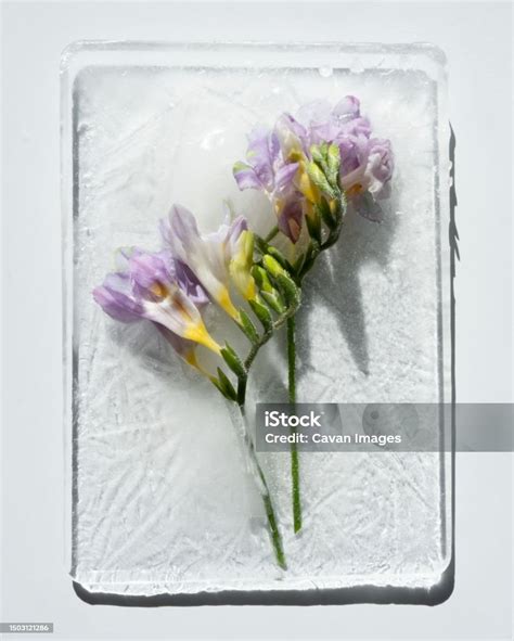 흰색 배경에 얼음 블록에 얼어 붙은 보라색 알 스트로 메리아 겨울에 대한 스톡 사진 및 기타 이미지 겨울 워싱턴 Dc 0명 Istock