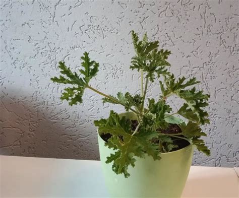 Найароматніші кімнатні рослини що посадити щоб квартира пахла