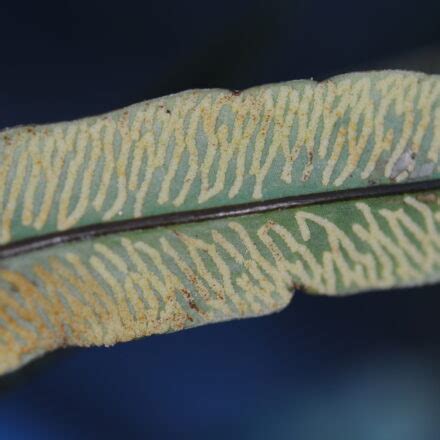 Regnellidium Diphyllum Ferns And Lycophytes Of The World