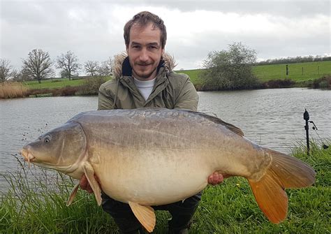Maguet Majestic Carp