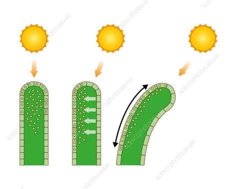 Photorespiration Illustration Stock Image F0428069 Science