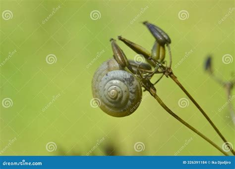 Detail Of The Pendulum Of A Classic Metronome Rhythm Measurement Tool