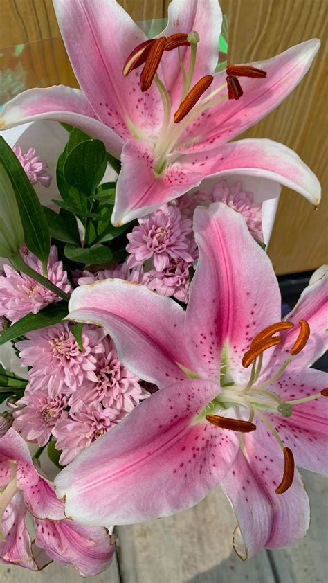 Best Lily Stargazer Artofit