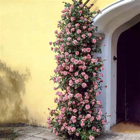 Zèphirine Drouhin Climbing Rose Heirloomseedsdirect