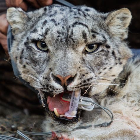 Snow Leopards Eating Rangi Eating Meat The Female Snow Leopard Was